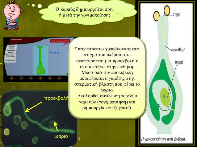 Μαθαίνω πώς αναπαράγονται τα φυτά! – Μαθαίνω…Βιολογία!