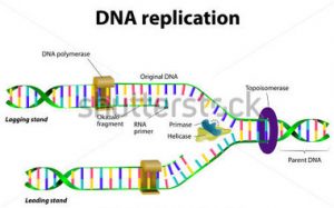 Τα ένζυμα και η πορεία της αντιγραφής του DNA. – Μαθαίνω…Βιολογία!
