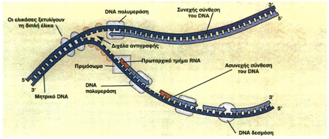 Τα ένζυμα και η πορεία της αντιγραφής του DNA. – Μαθαίνω…Βιολογία!