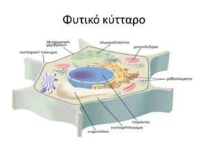 Ζωικό-Φυτικό κύτταρο | Biology