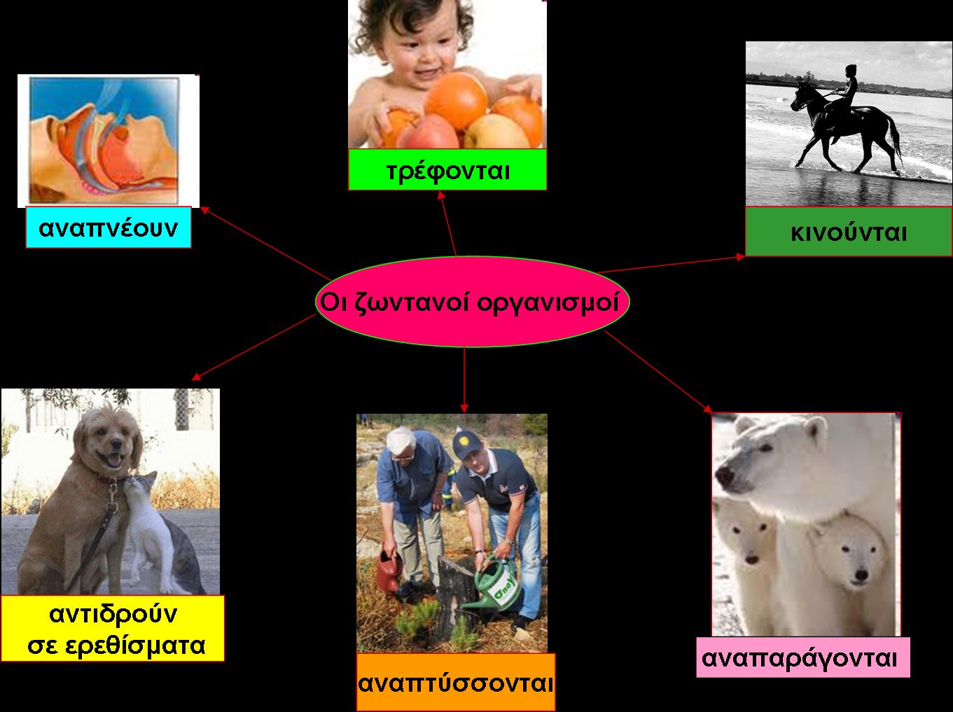 Τα χαρακτηριστικά των ζωντανών οργανισμών – ΔΙΔΑΚΤΙΚΗ ΤΗΣ ΒΙΟΛΟΓΙΑΣ