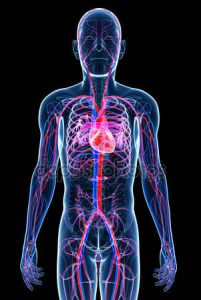 ΚΕΦΑΛΑΙΟ 3 – ΚΥΚΛΟΦΟΡΙΚΟ ΣΥΣΤΗΜΑ – ΒΙΟ-ΔΙΑΣΤΑΣΗ